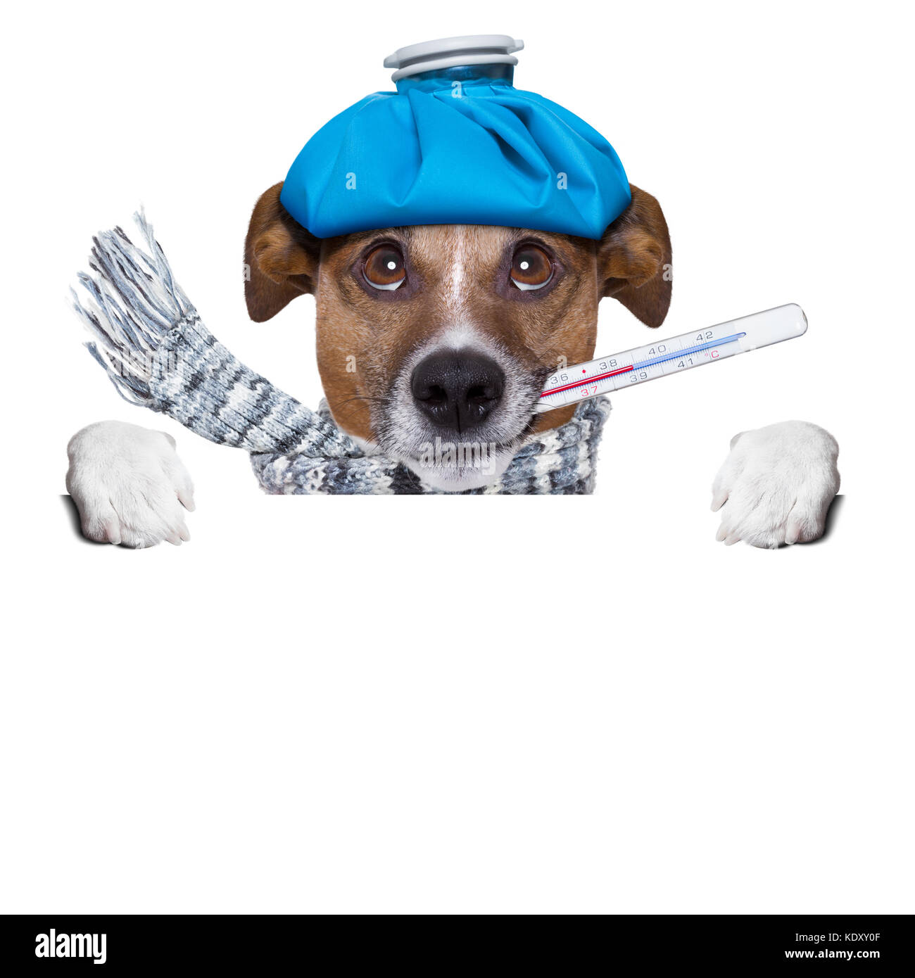 sick dog with fever behind a blank placard Stock Photo - Alamy