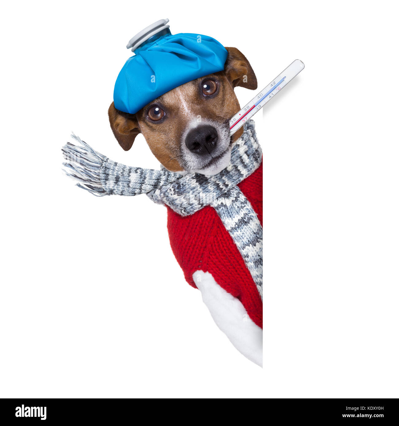 Funny Sick Animal Pictures