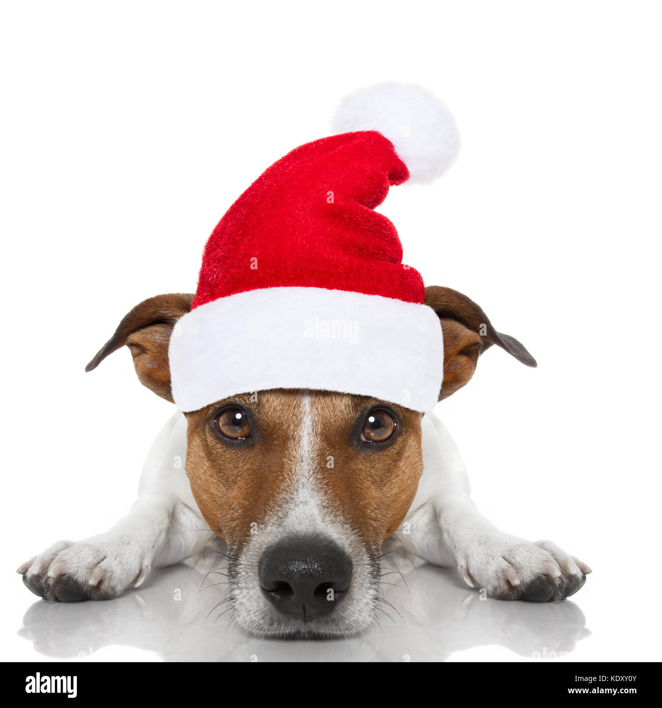 jack russell dog looking and staring at you ,with red christmas santa ...
