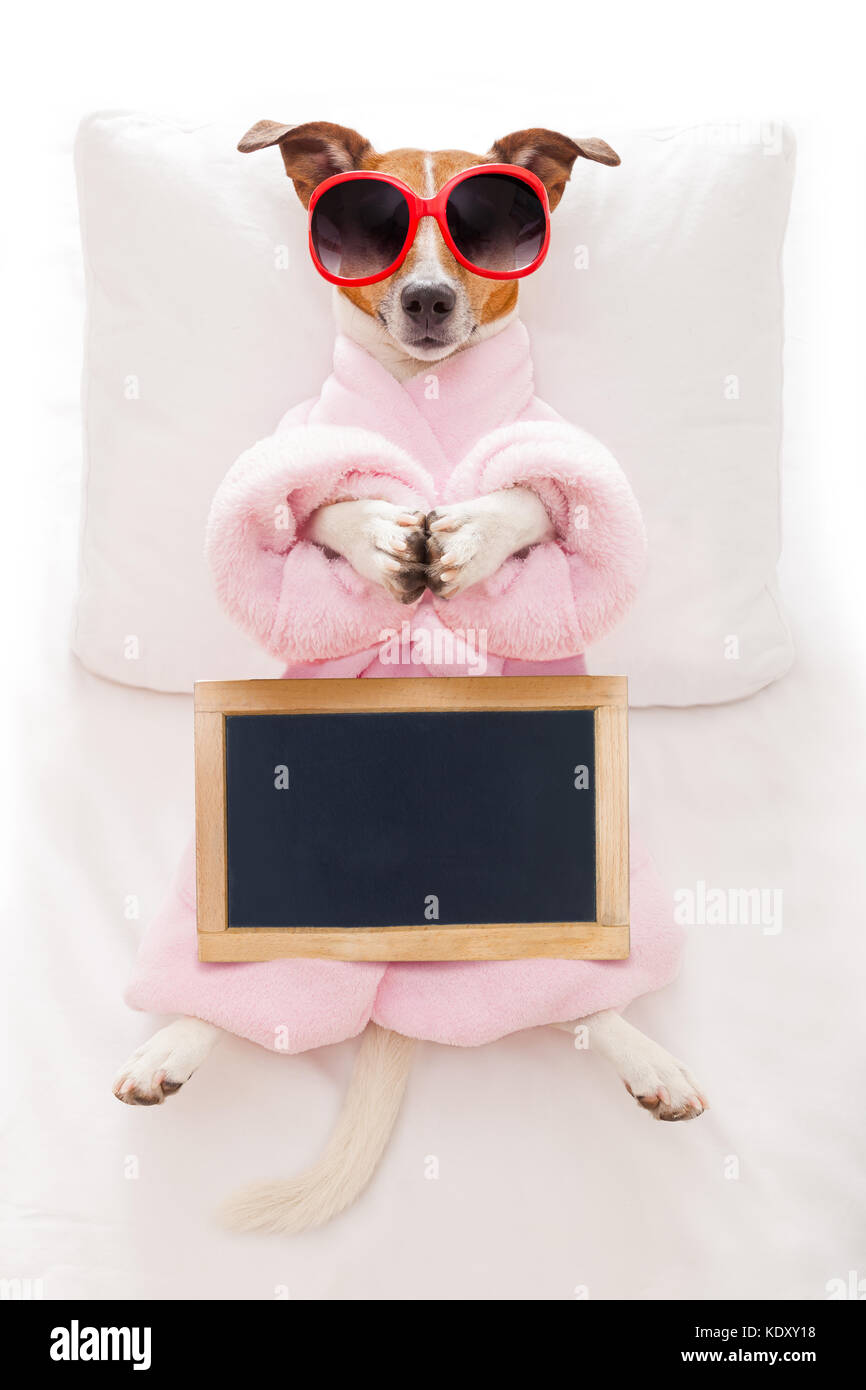 jack russell dog relaxing with a prayer yoga pose with paws, in a spa ...