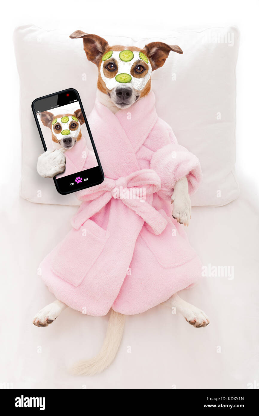 jack russell dog relaxing and lying, in spa wellness center ,getting a ...