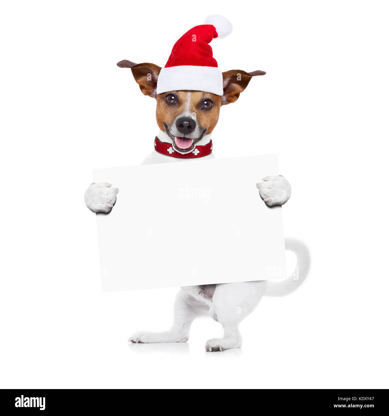 jack russell santa claus dog holding a blank empty placard or banner,or ...