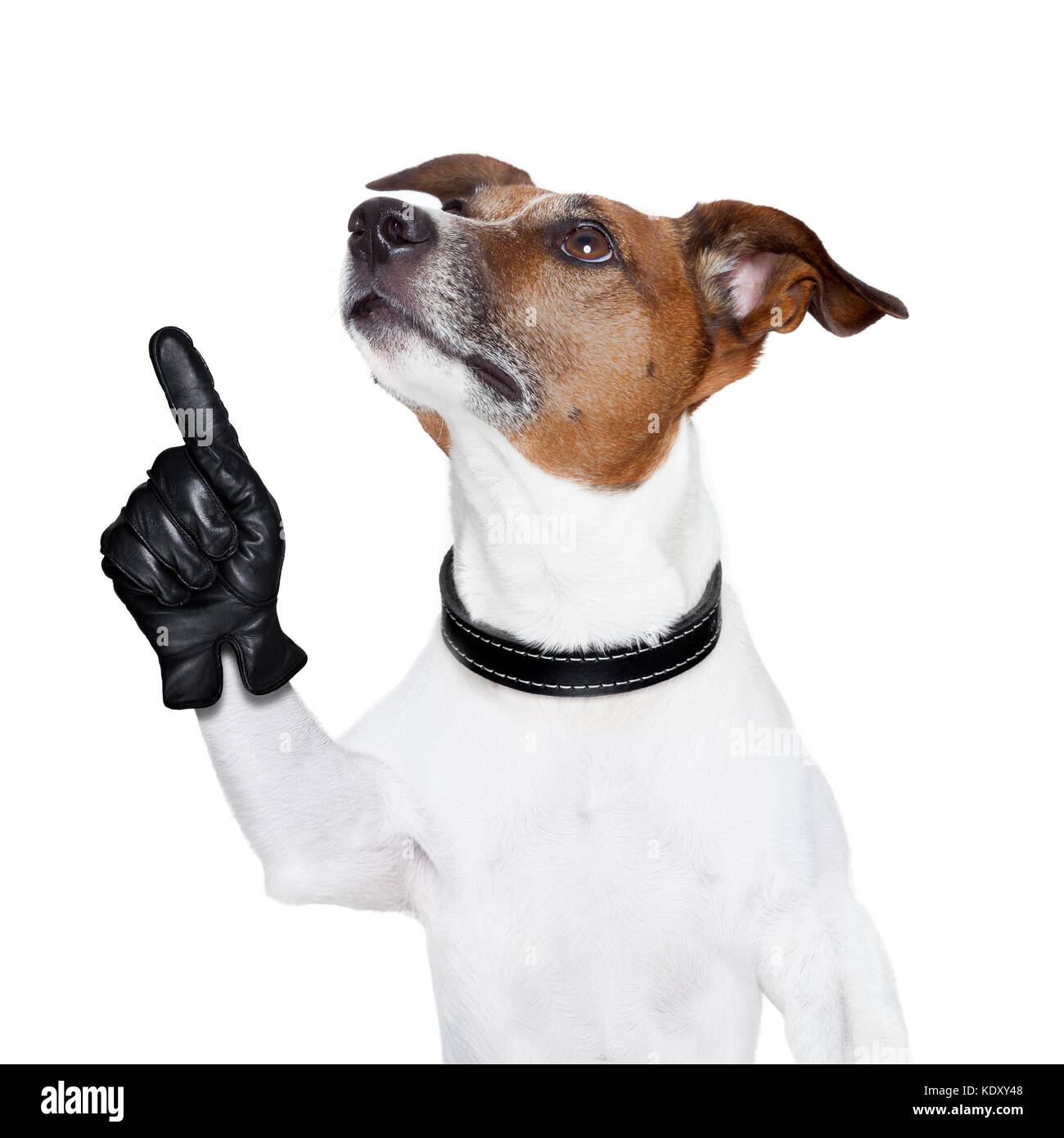 dog looking up and pointing up to something Stock Photo - Alamy