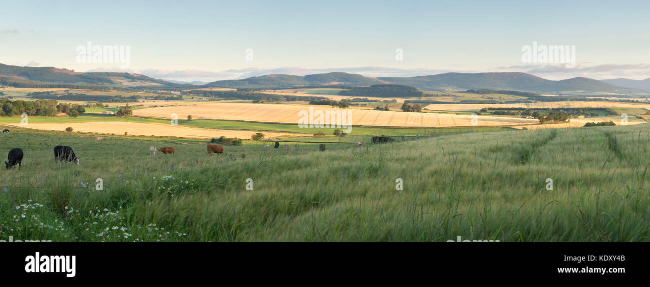 Pitfichie forest hi-res stock photography and images - Alamy