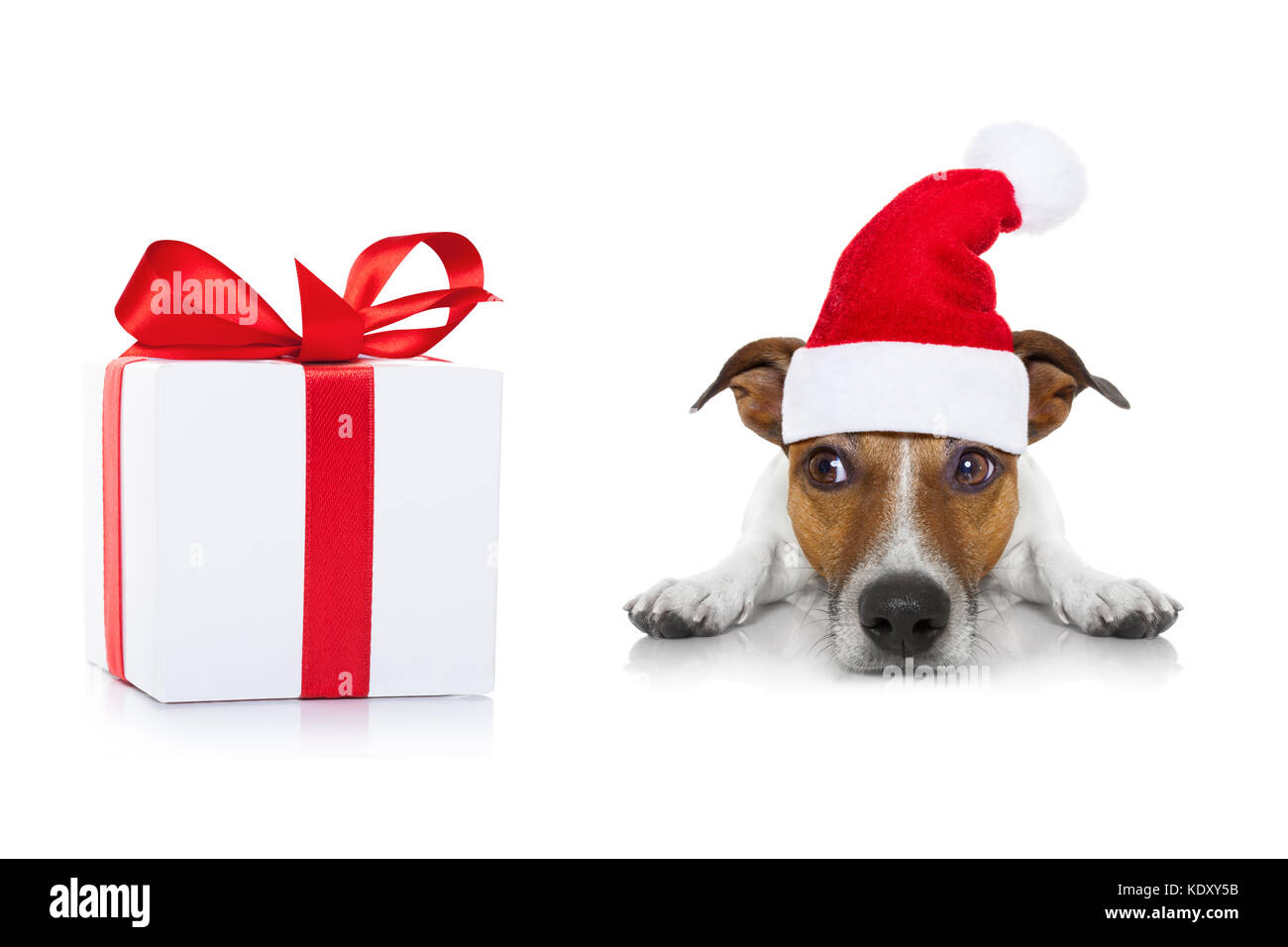 jack russell dog waiting and begging for christmas treats or cookies as ...