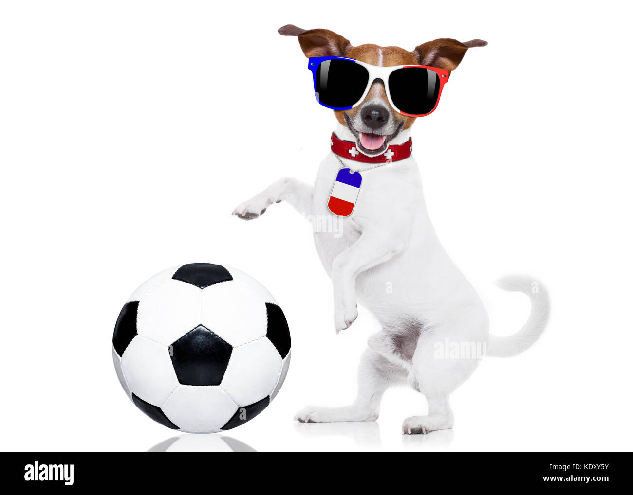 football championship jack russell dog with soccer football ball and ...