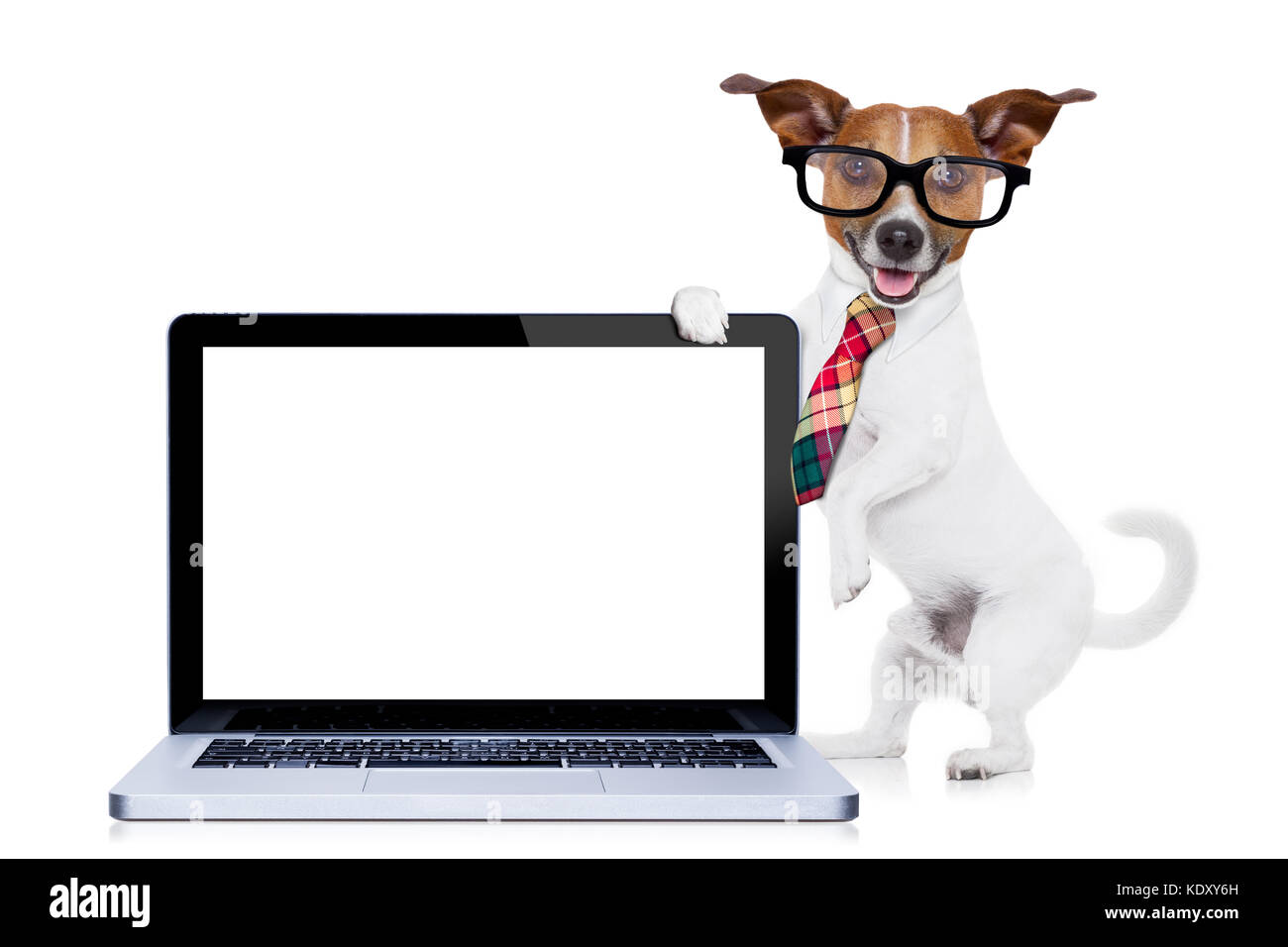 jack russell dog office worker with tie, black glasses holding a tablet ...