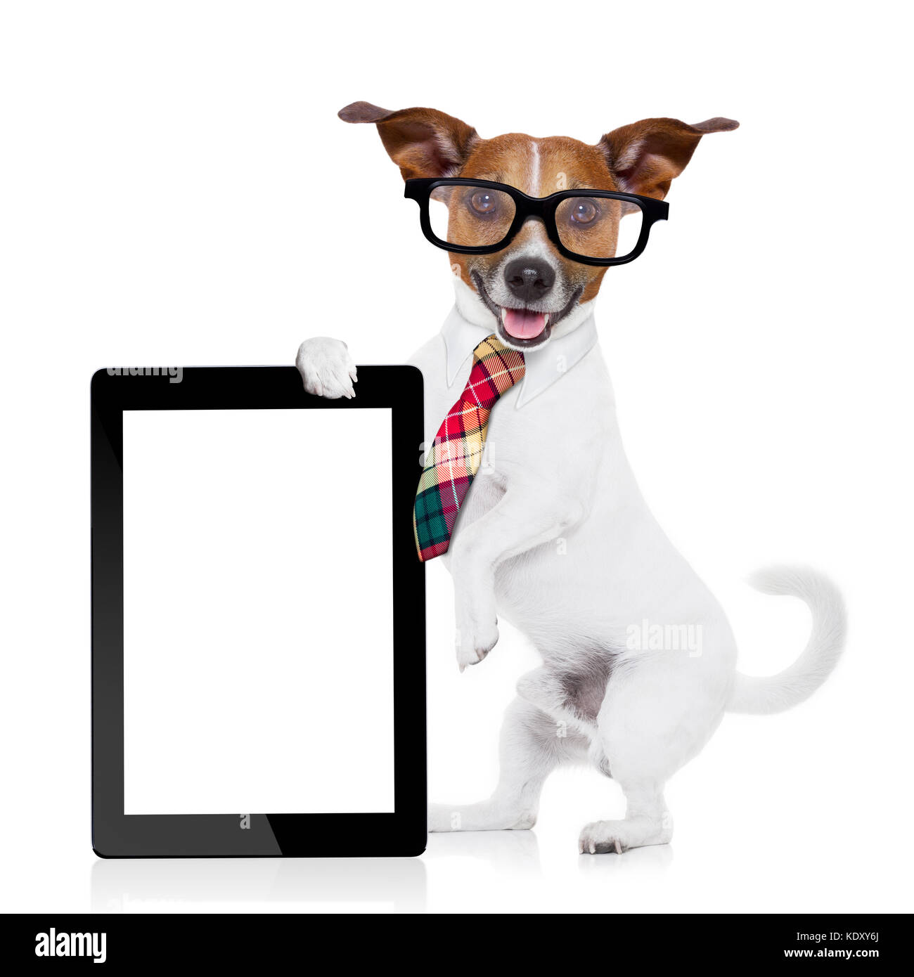 jack russell dog office worker with tie, black glasses holding a tablet ...