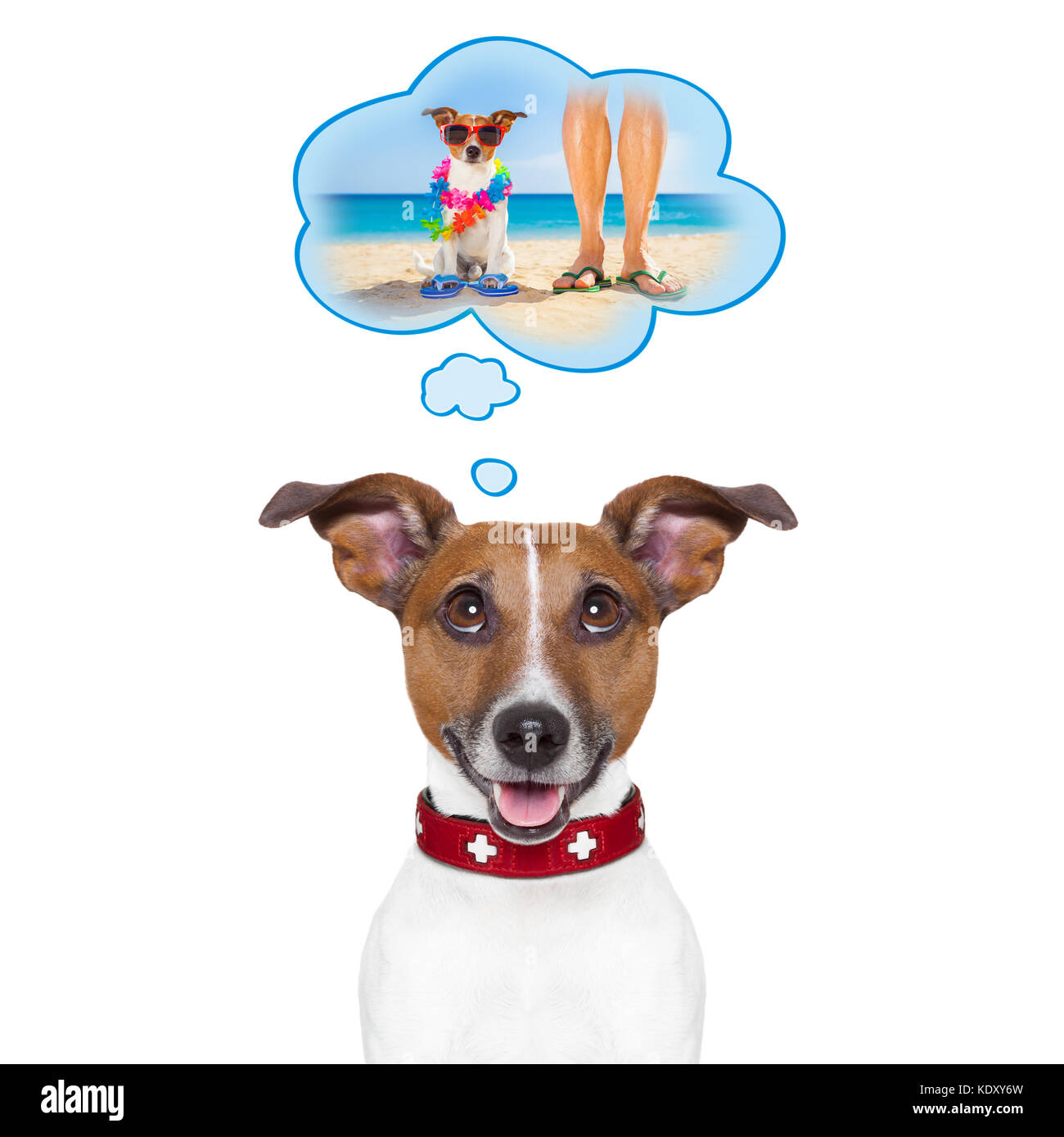 jack russell dog thinking about the summer vacation holidays with owner ...