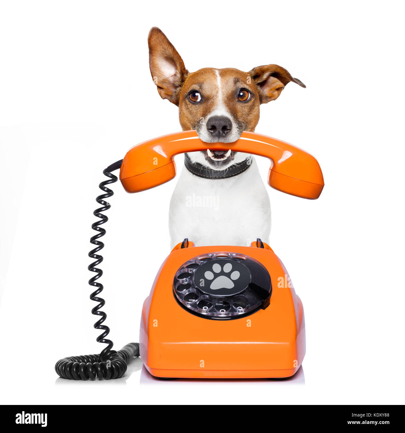 Jack russell phone hi-res stock photography and images - Alamy