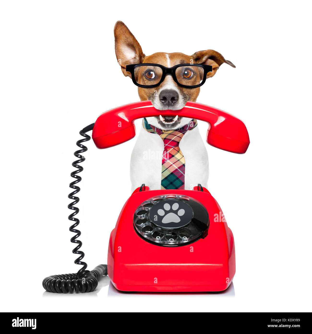 Jack russell dog with glasses as secretary or operator with red old ...