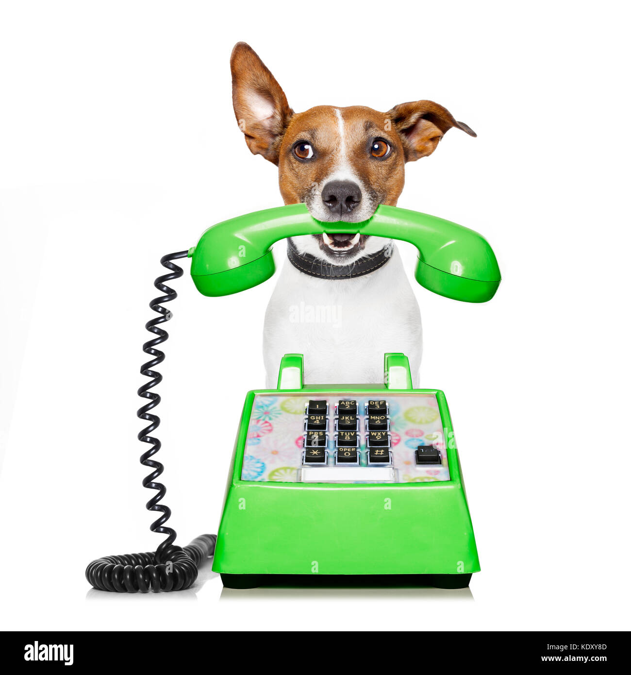 Jack russell dog with glasses as secretary or operator with red old ...