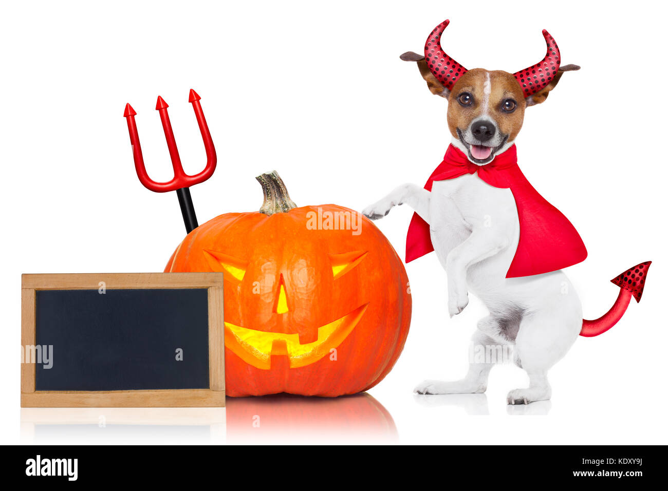 jack russell halloween dog dressed up as devil holding a pumpkin ...