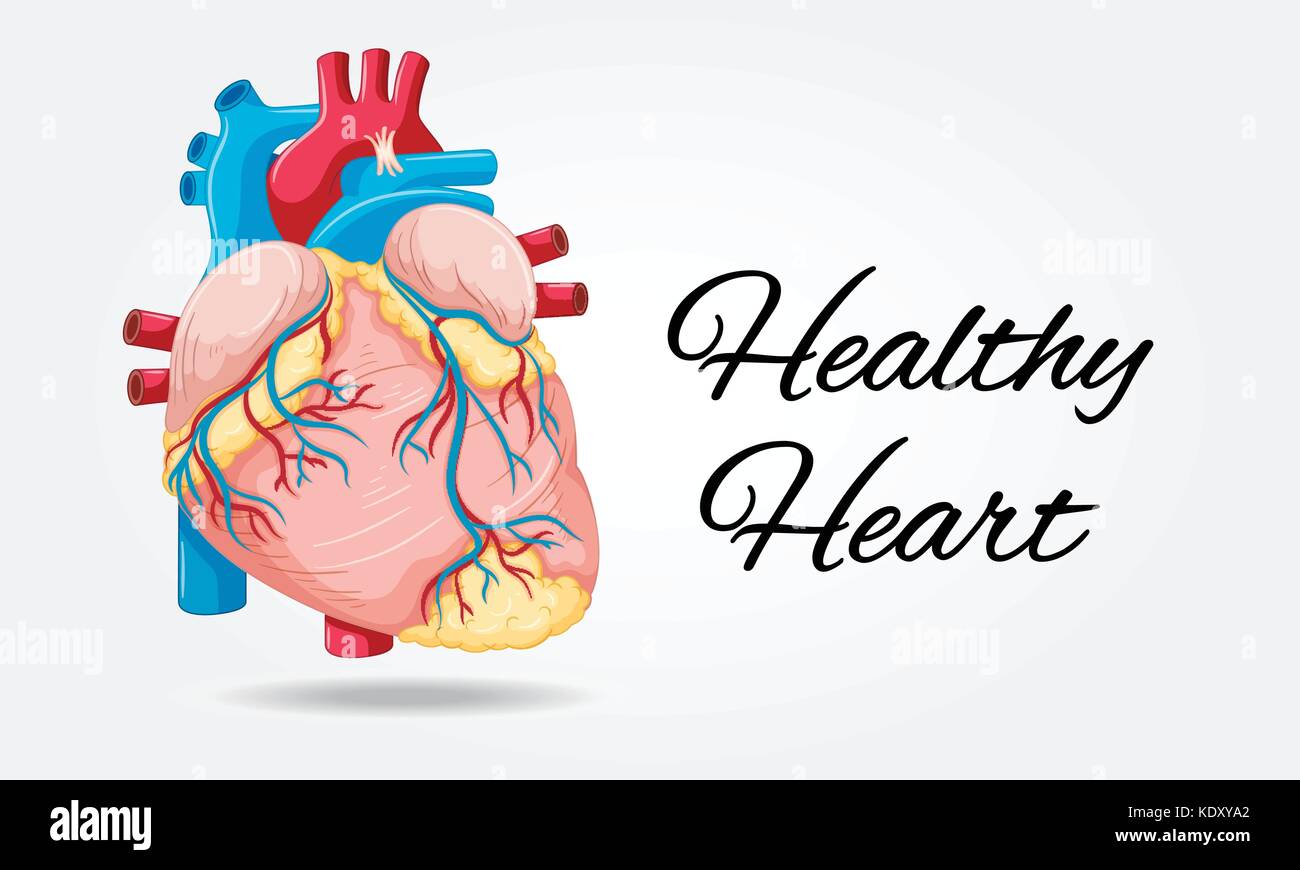 Healthy heart diagram on white background illustration Stock Vector ...