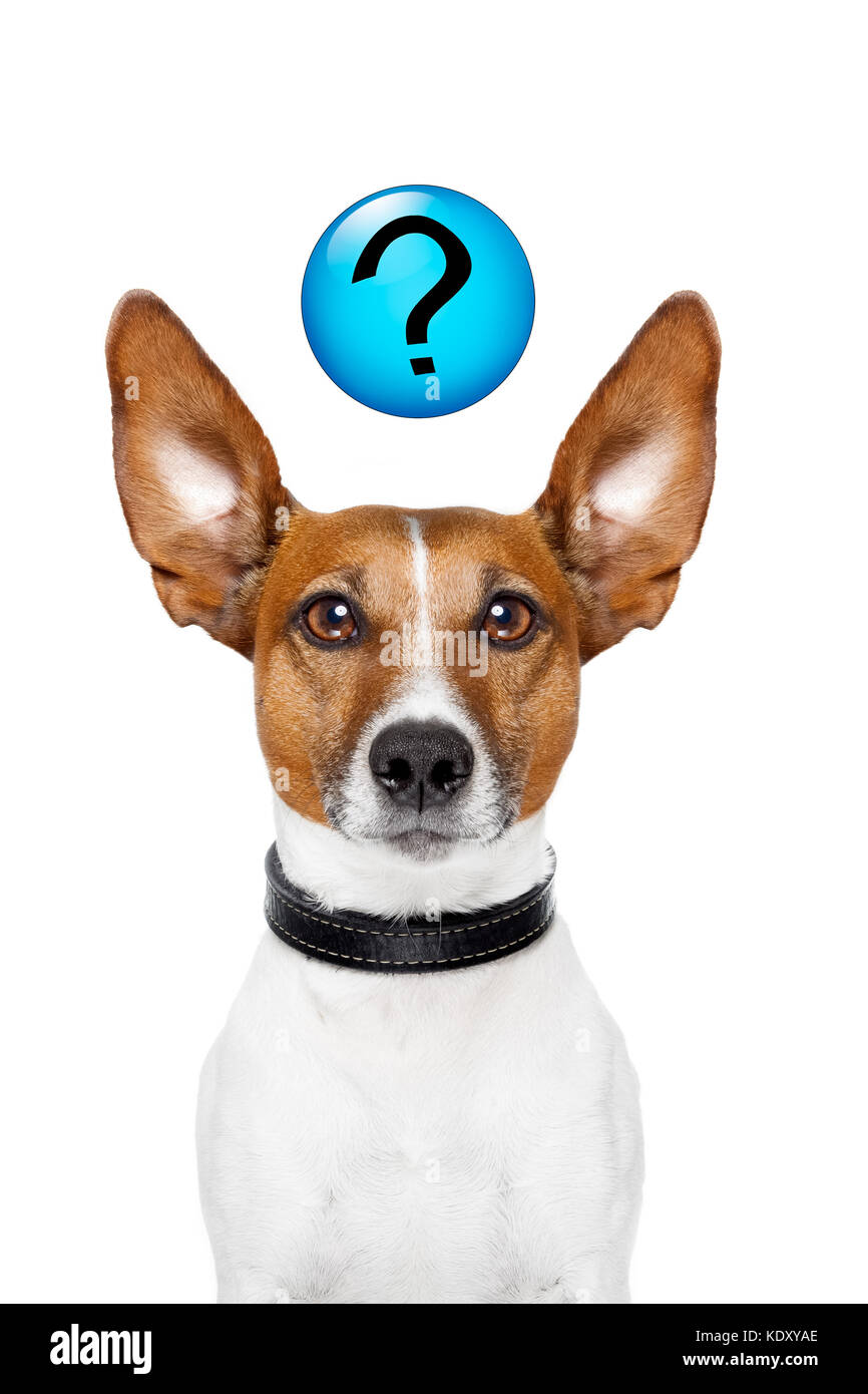 Dog asking with a question mark on top Stock Photo - Alamy