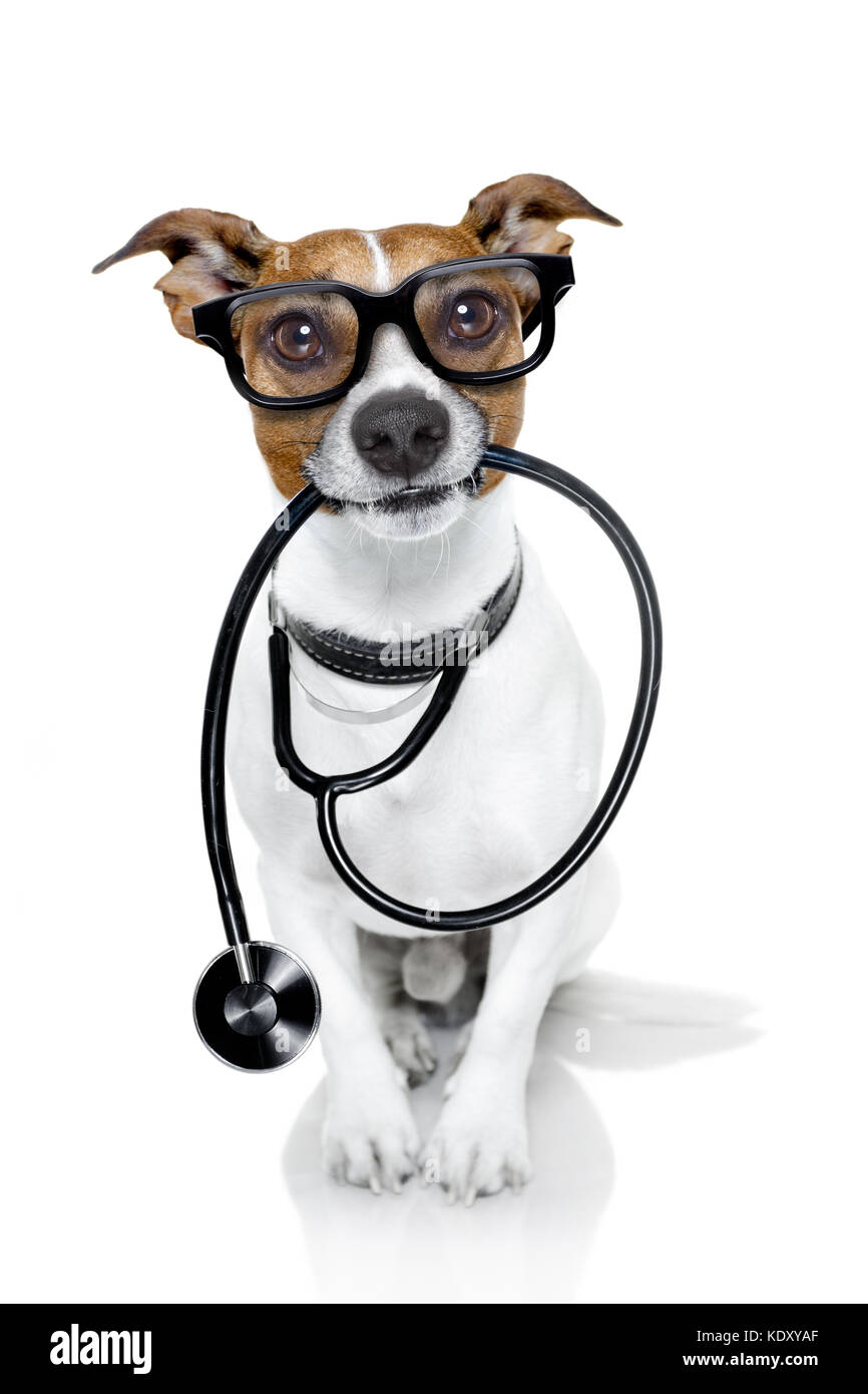 jack russell dog as a medical veterinary doctor with stethoscope with ...