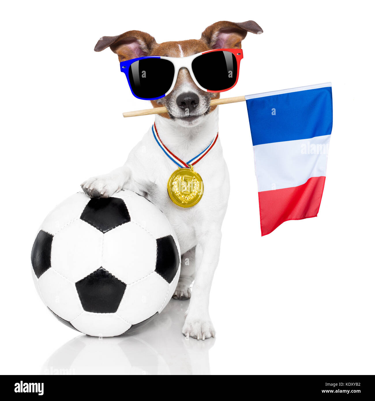 football championship jack russell dog with soccer football ball and ...