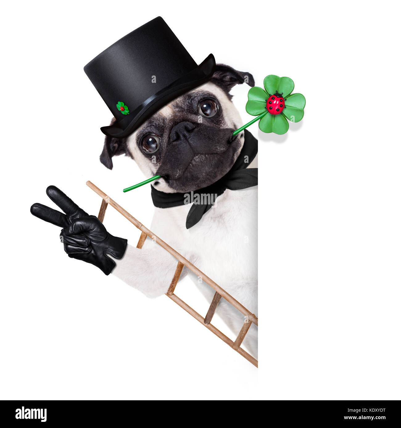 pug dog as chimney sweeper with four leaf clover behind white banner or ...