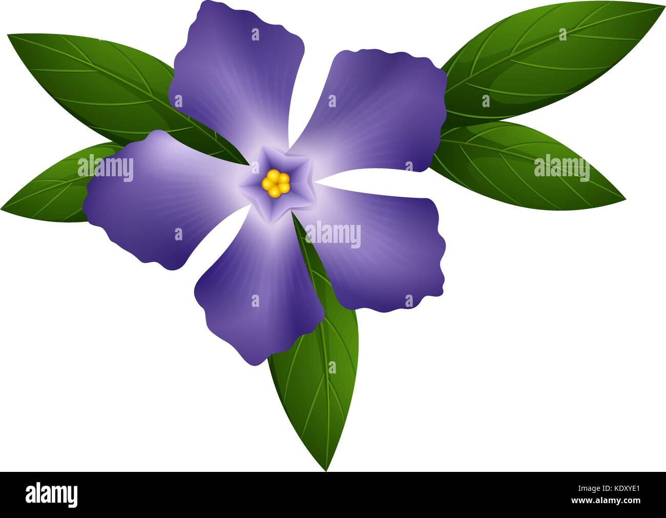 Periwinkle in blue color illustration Stock Vector Image & Art - Alamy
