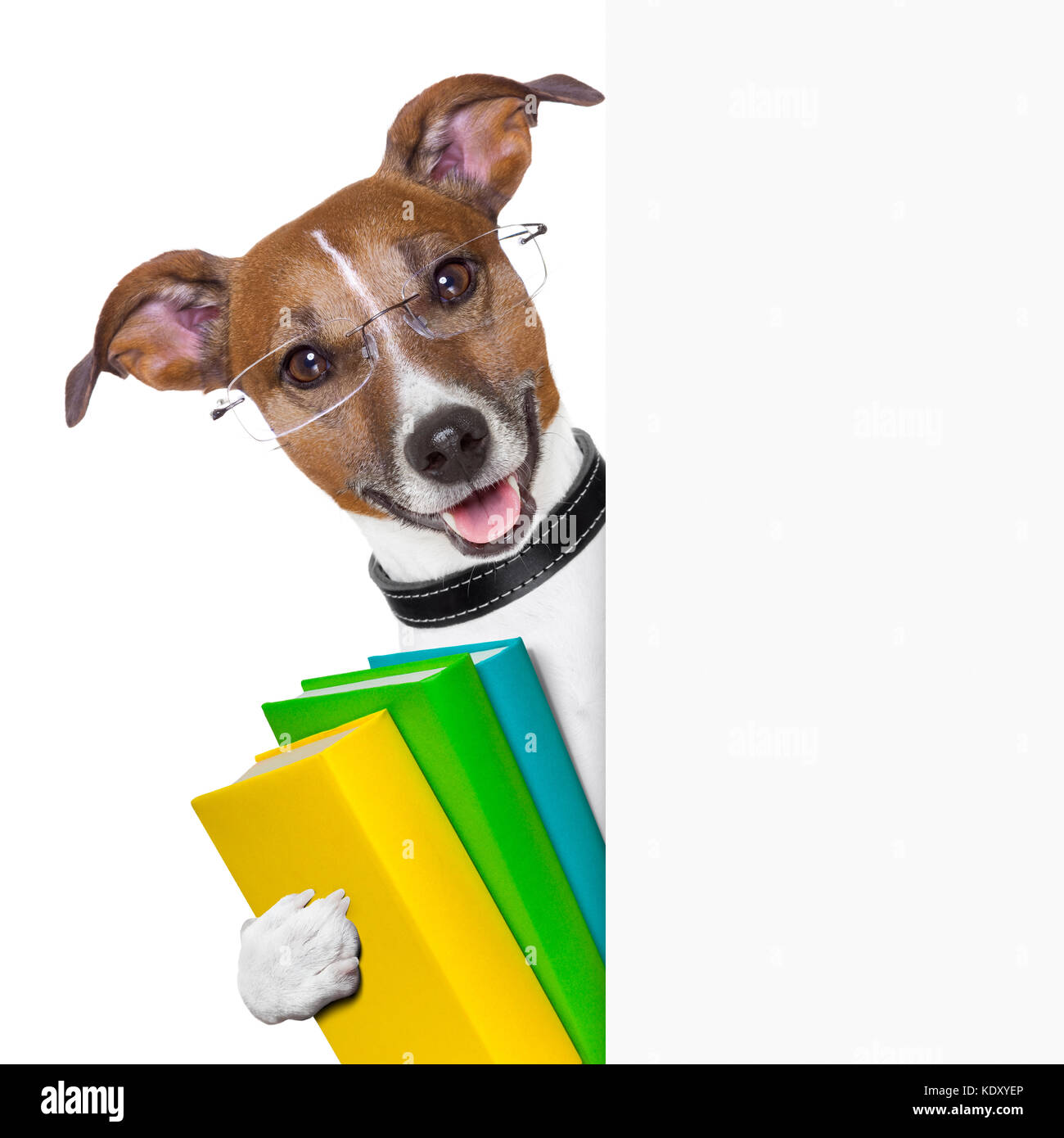 school dog with books and banner Stock Photo - Alamy