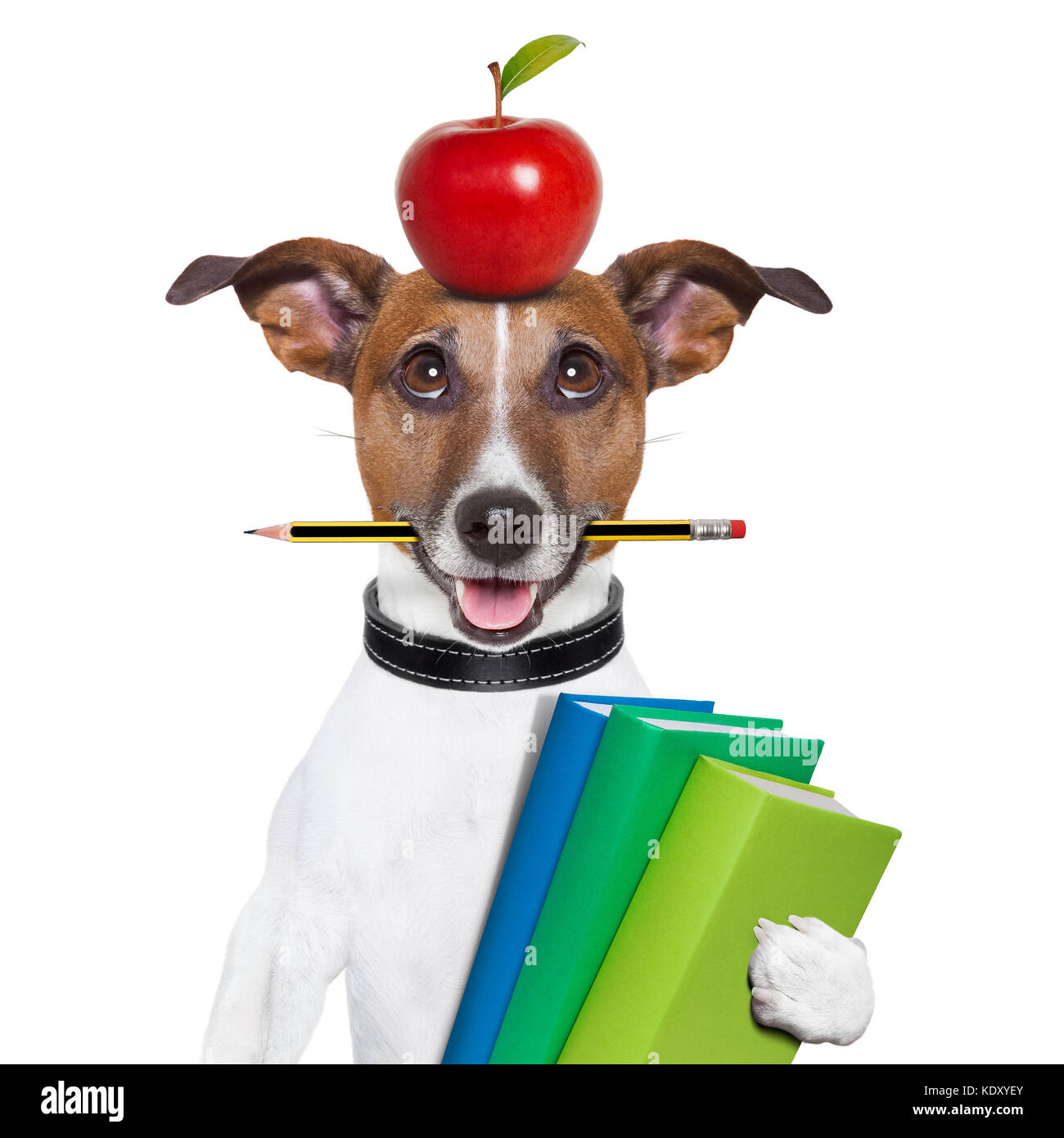dog going to school with books pencil and apple Stock Photo - Alamy