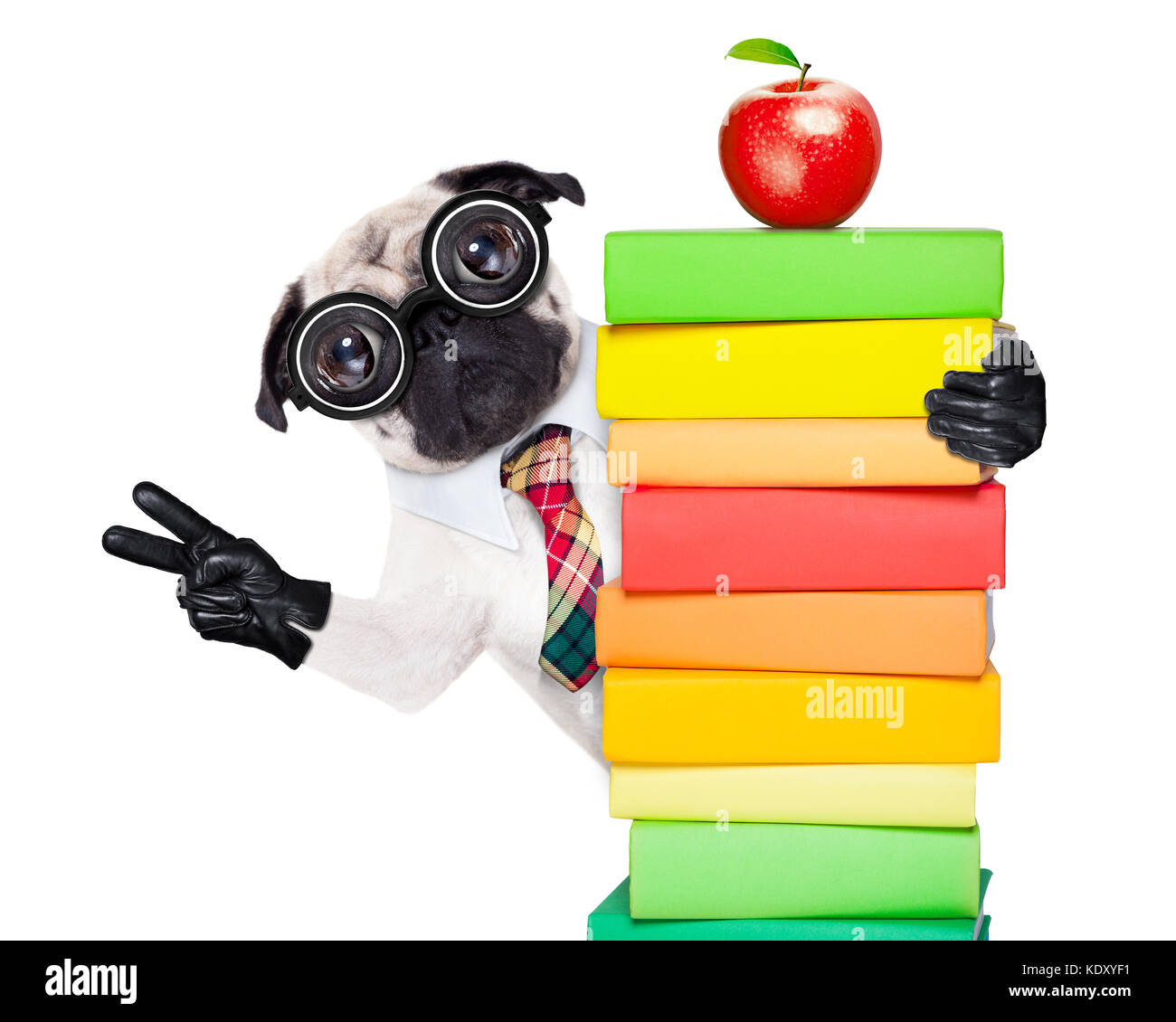 pug dog behind a stack of books very clever , smart but with dumb nerd ...