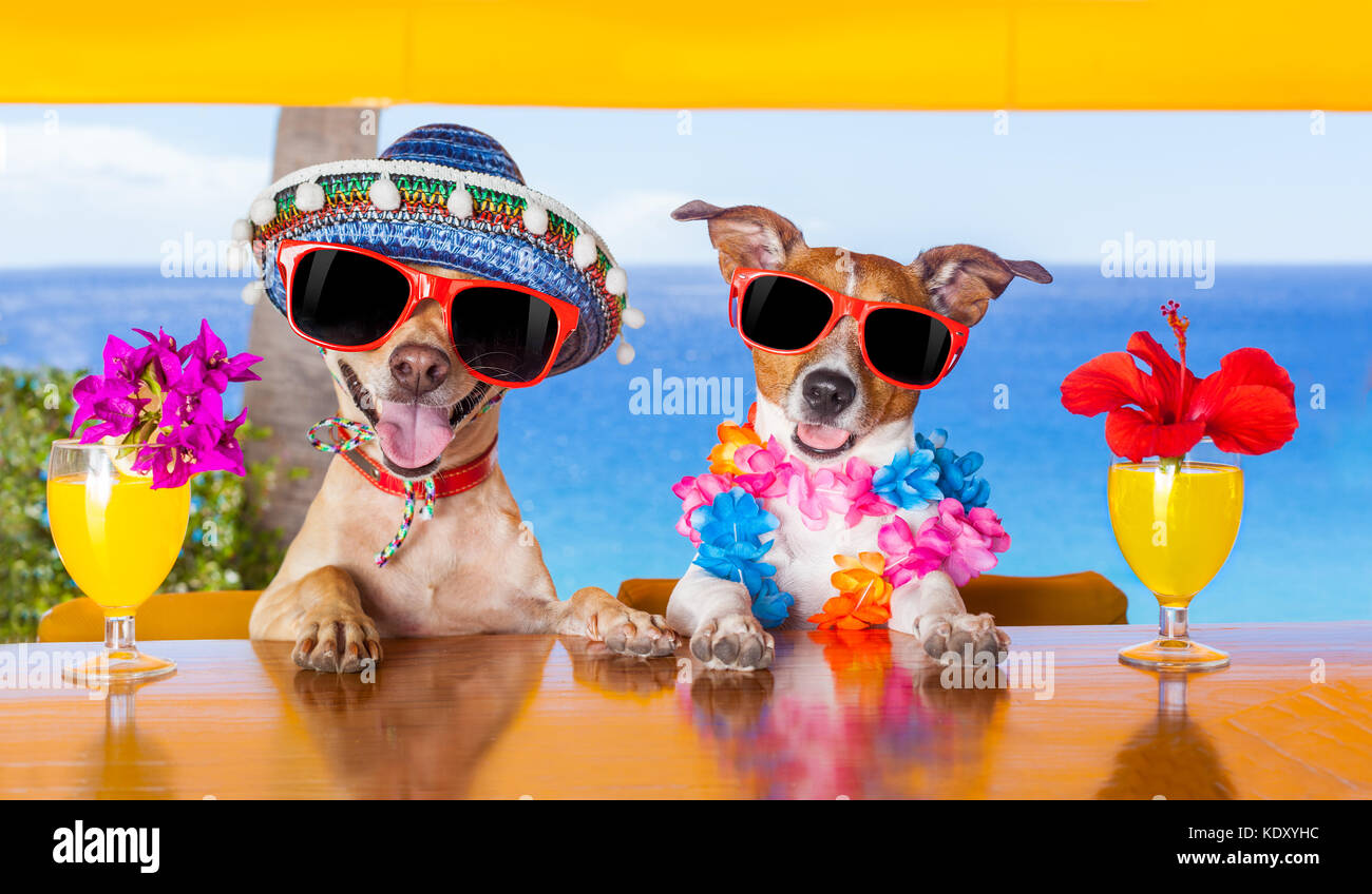 two funny dogs drinking cocktails at the bar in a beach club party with ...