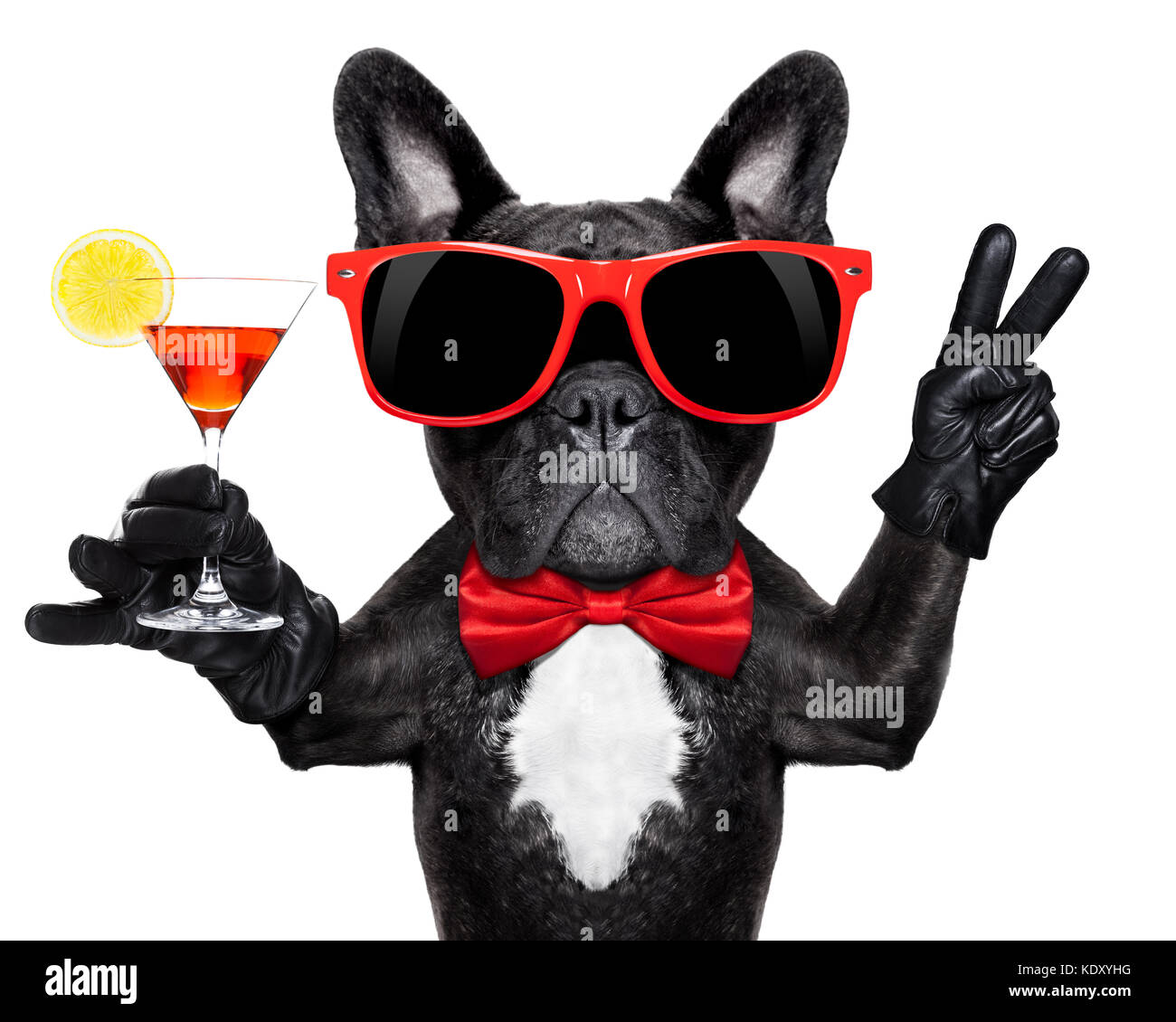 french bulldog dog holding martini cocktail glass ready to have fun and ...