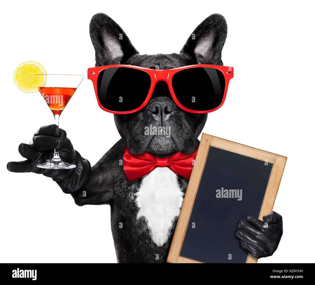 french bulldog dog holding martini cocktail glass ready to have fun and ...