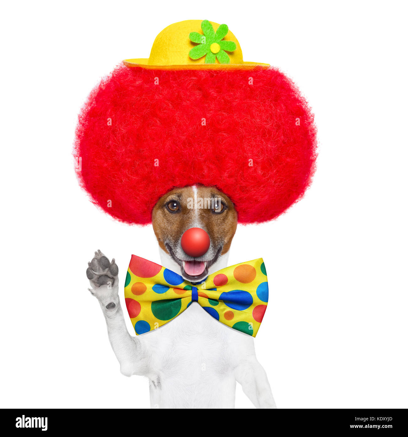 Dog waving goodbye hi-res stock photography and images - Alamy