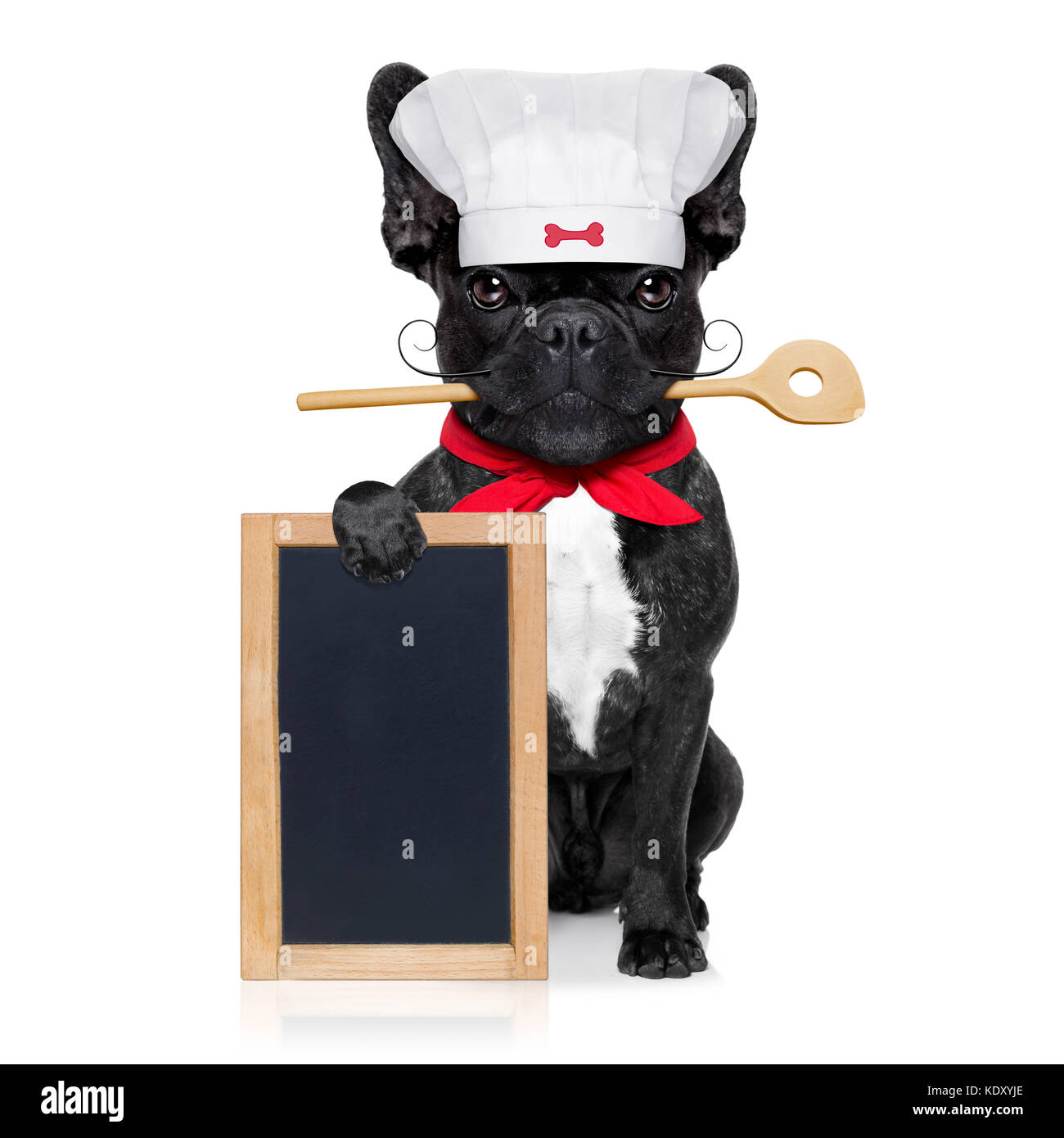 french bulldog dog chef cook holding a blank empty blackboard or ...