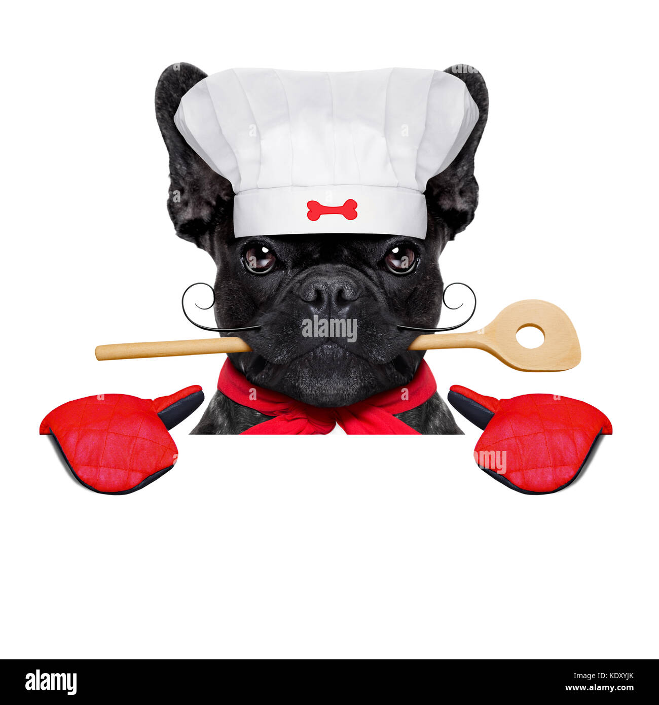french bulldog dog chef cook behind a blank empty banner or placard ...