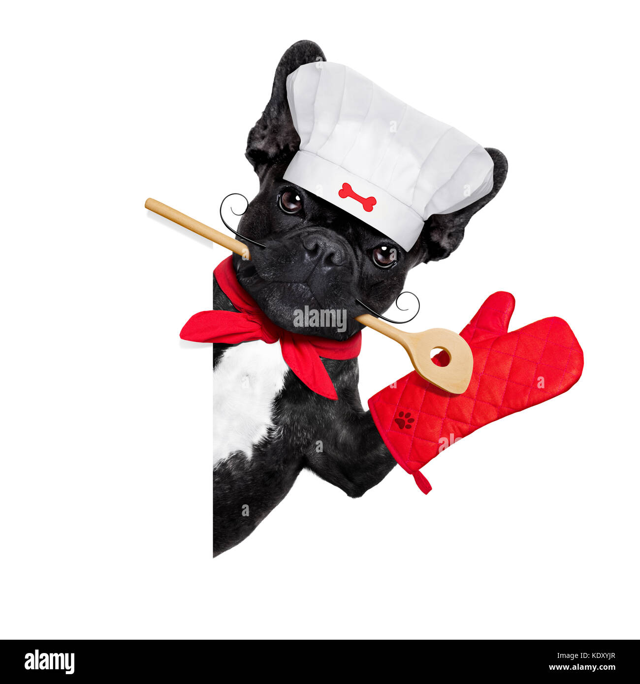 french bulldog dog chef cook behind a blank empty banner or placard ...