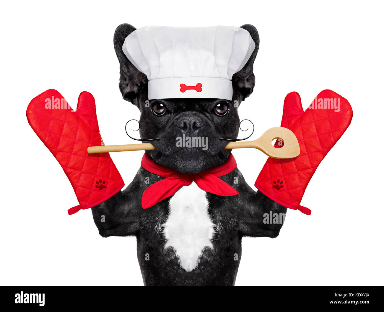 french bulldog dog chef cook wearing cook or kitchen gloves, isolated ...