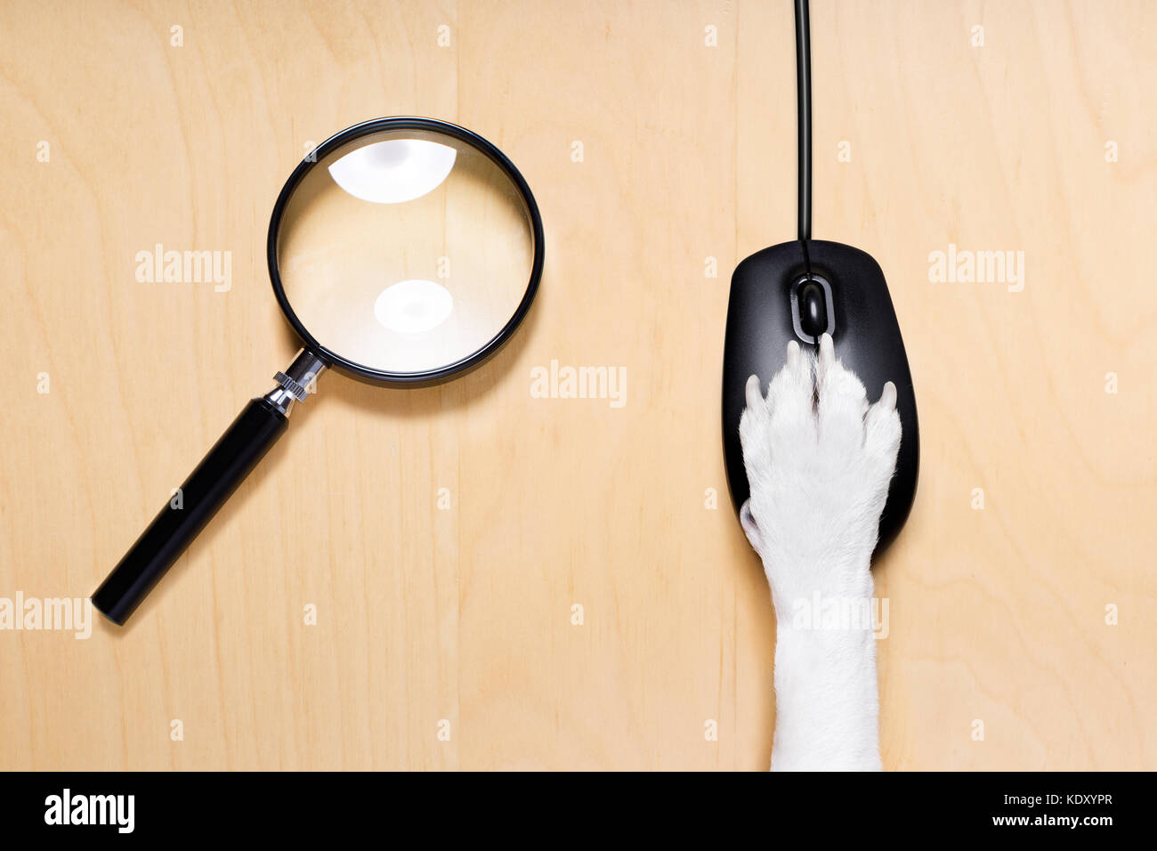 dog paw clicking on a pc computer mouse, searching , and looking online ...