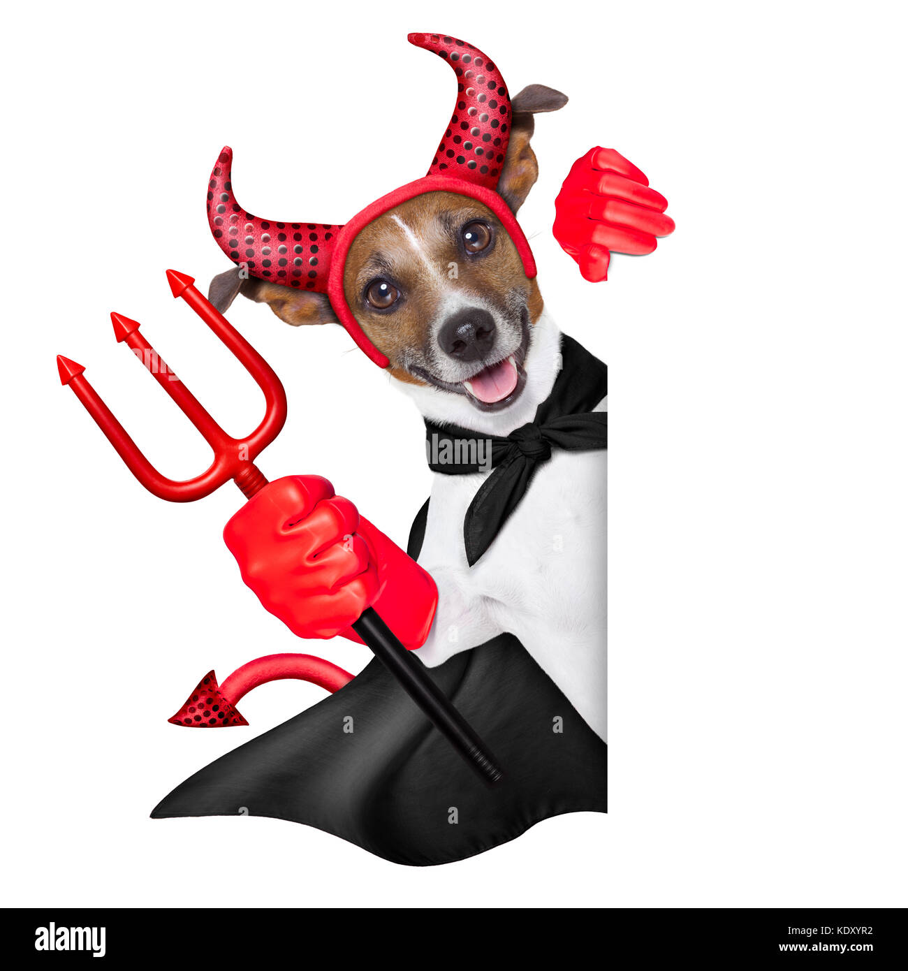devil dog behind a blank white banner Stock Photo - Alamy
