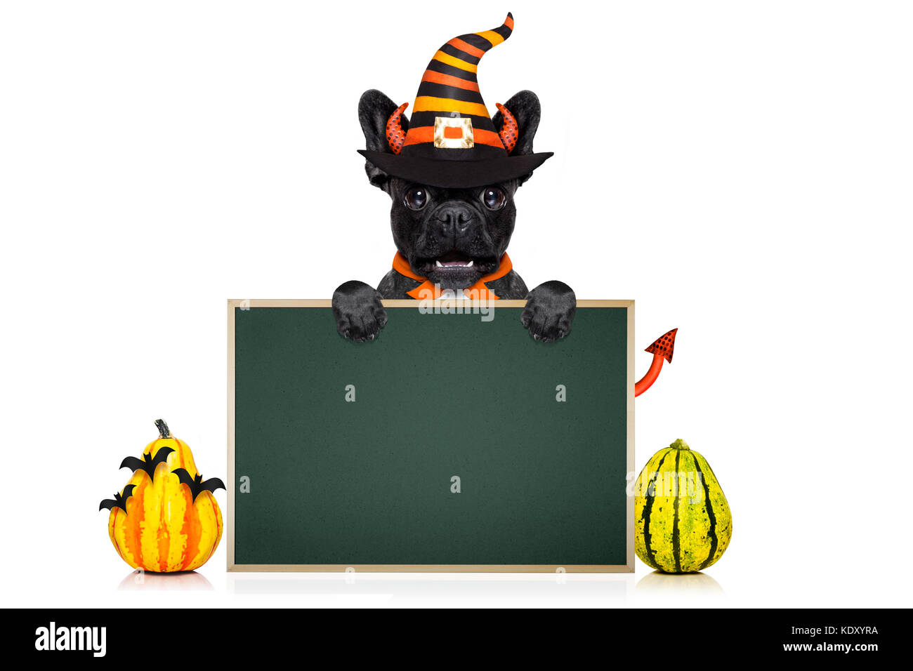 halloween witch french bulldog dog dressed as a bad devil banner or ...