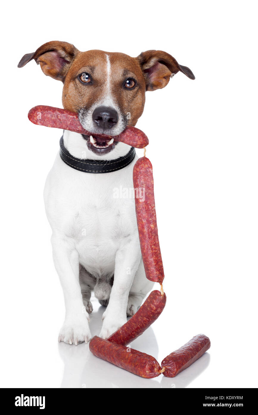 dog with sausages on mouth Stock Photo - Alamy