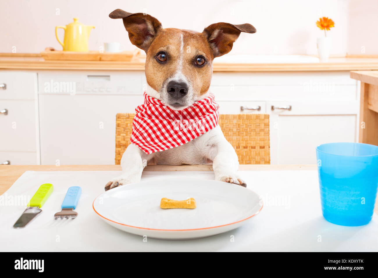 jack russell dog sitting at table ready to eat a an almost empty plate ...