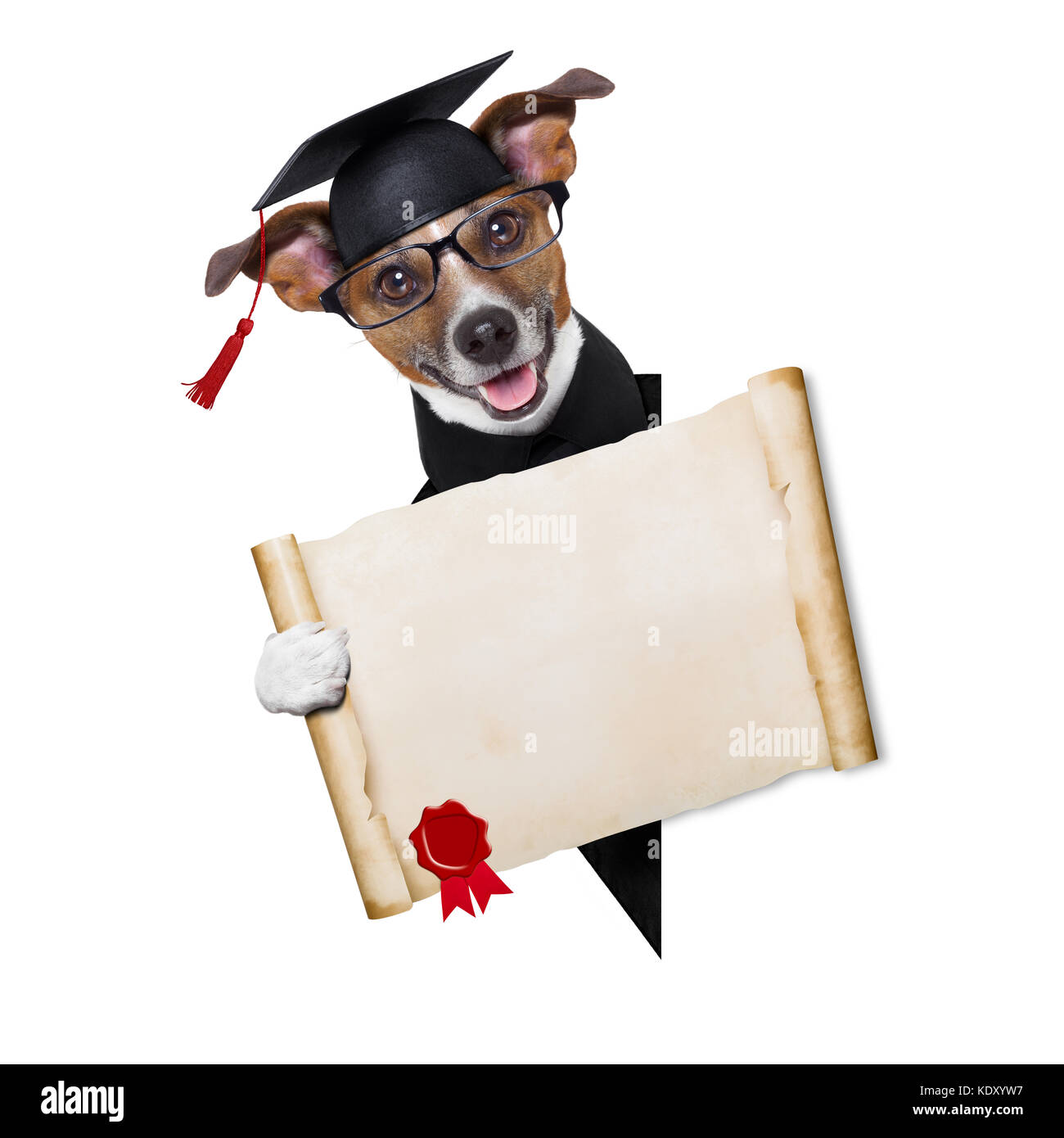 happy graduate dog holding a big diploma beside a banner Stock Photo ...