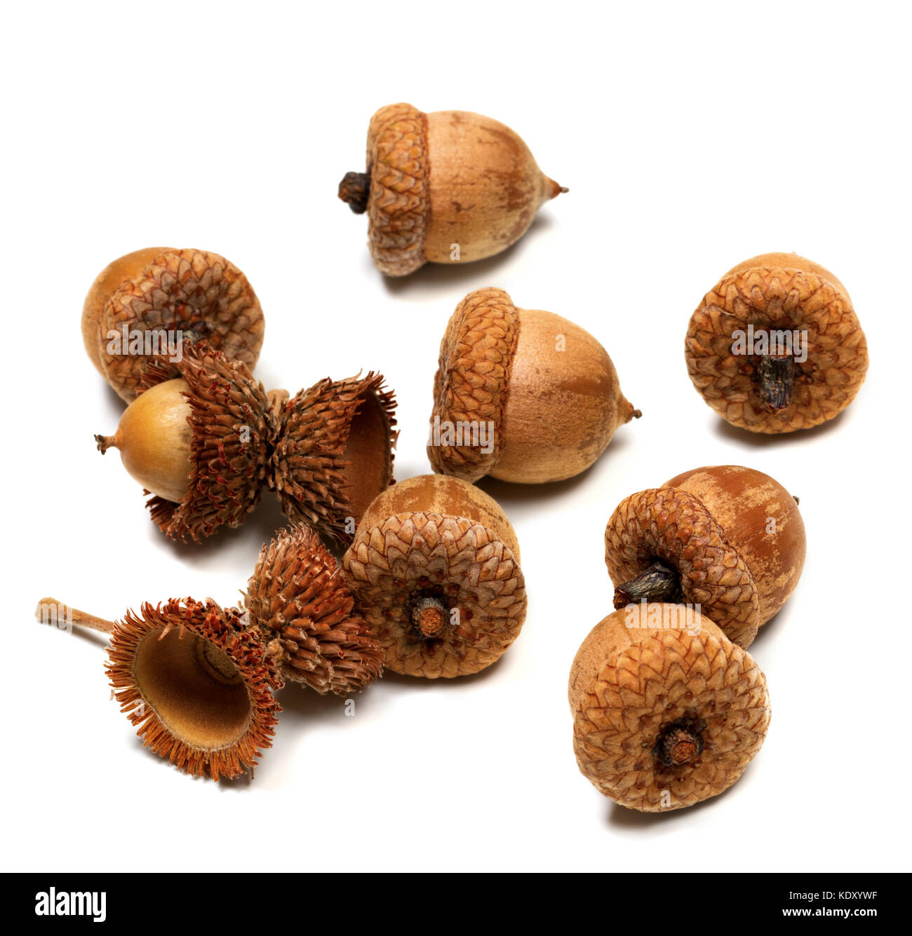 Autumn dried oak acorns isolated on white background Stock Photo - Alamy