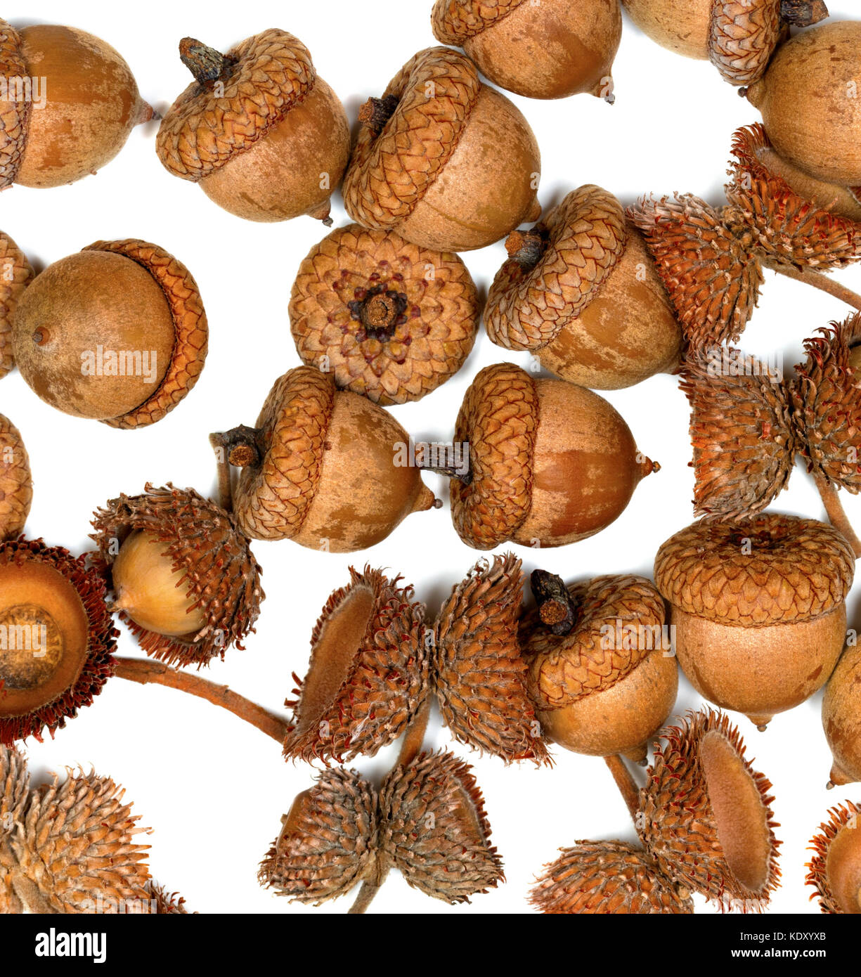 Autumn dry acorns. Isolated on white background. View from above Stock ...