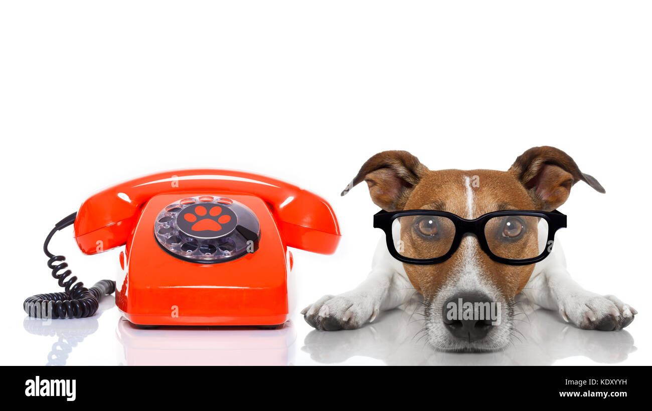 jack russell dog with glasses as secretary or operator with red old ...