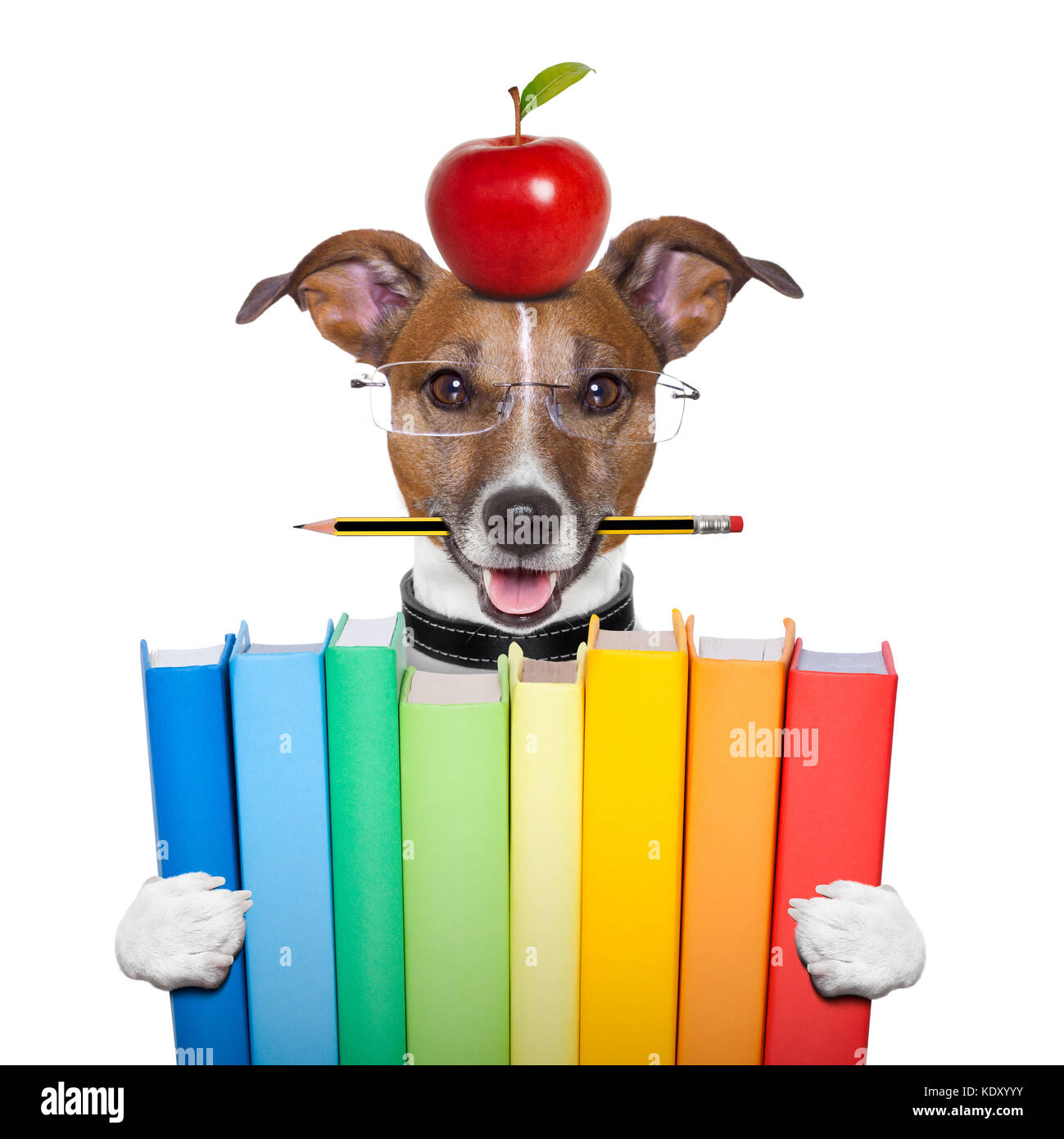 dog holding a big stack of books Stock Photo - Alamy