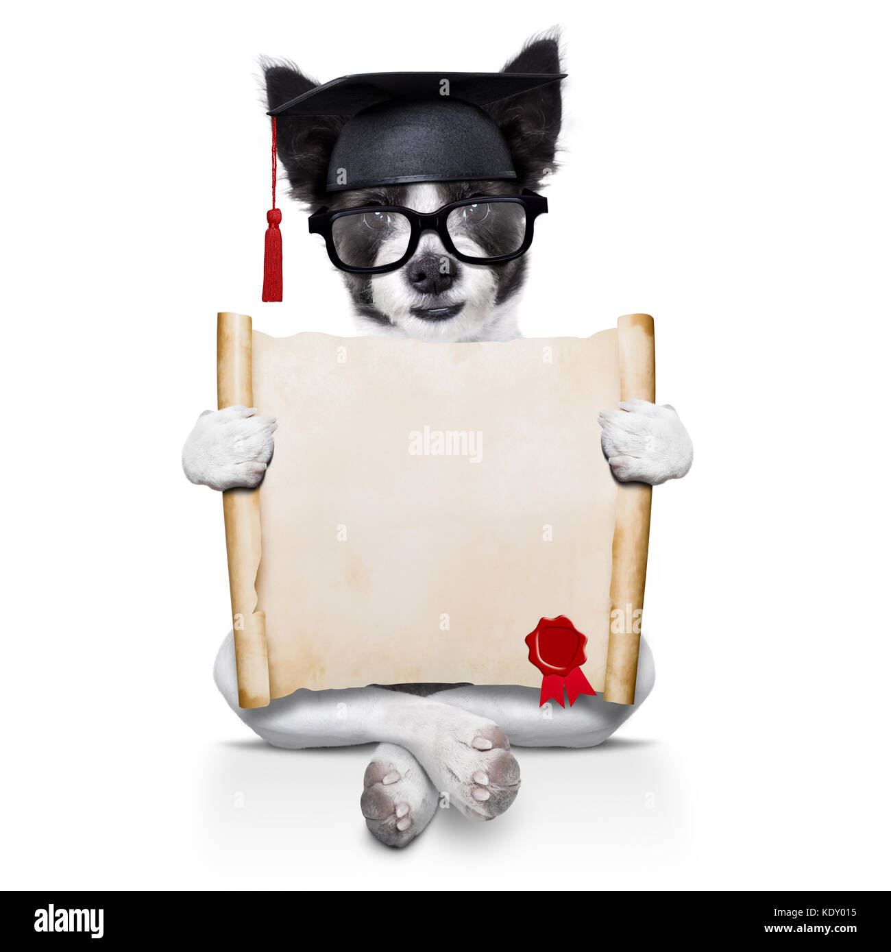 terrier dog holding a diploma sheet wearing a graduate black hat ...