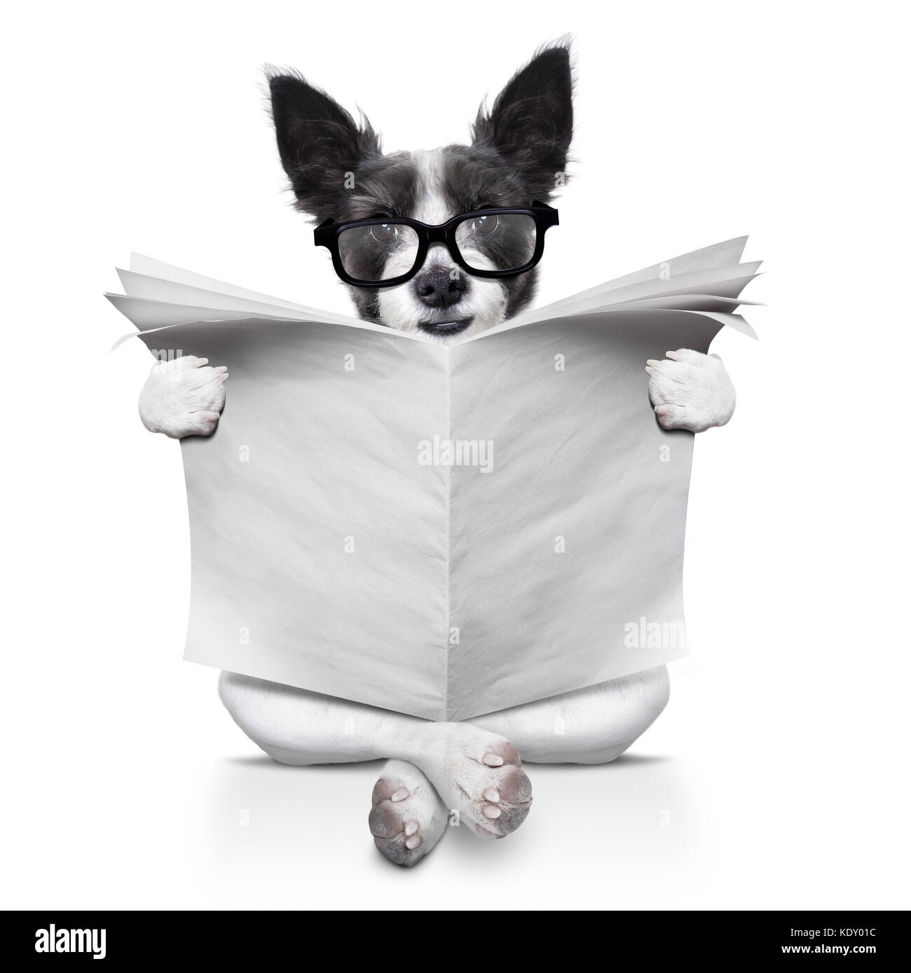terrier dog reading newspaper sitting on the ground or floor, isolated ...