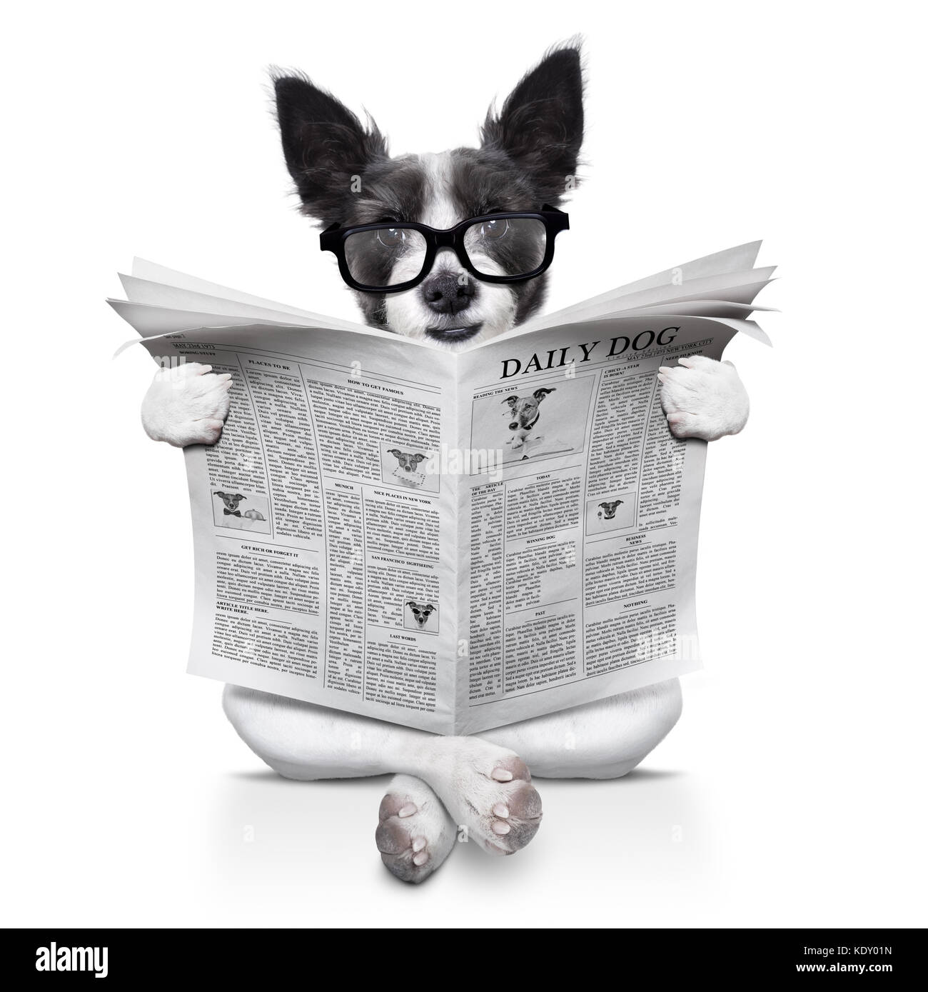 Dog Reading Newspaper