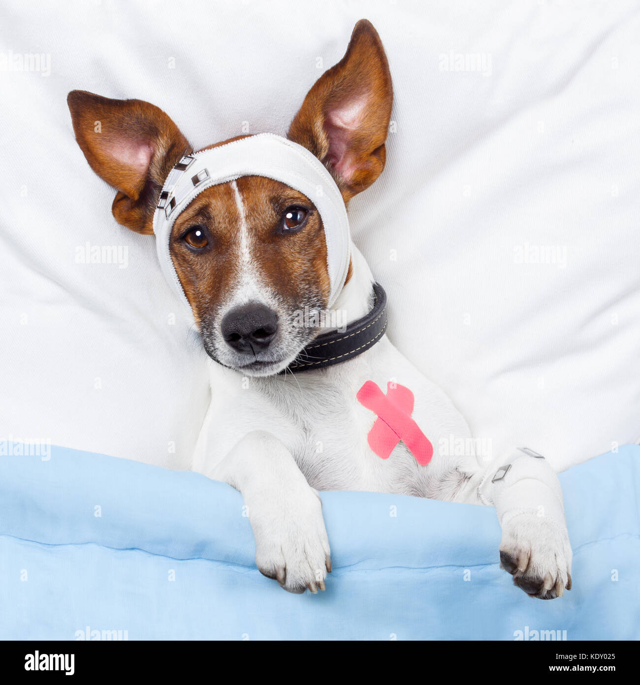 Sick dog with bandages lying on bed Stock Photo - Alamy