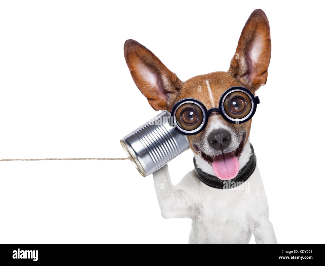 silly ugly dog on the phone with a can Stock Photo - Alamy