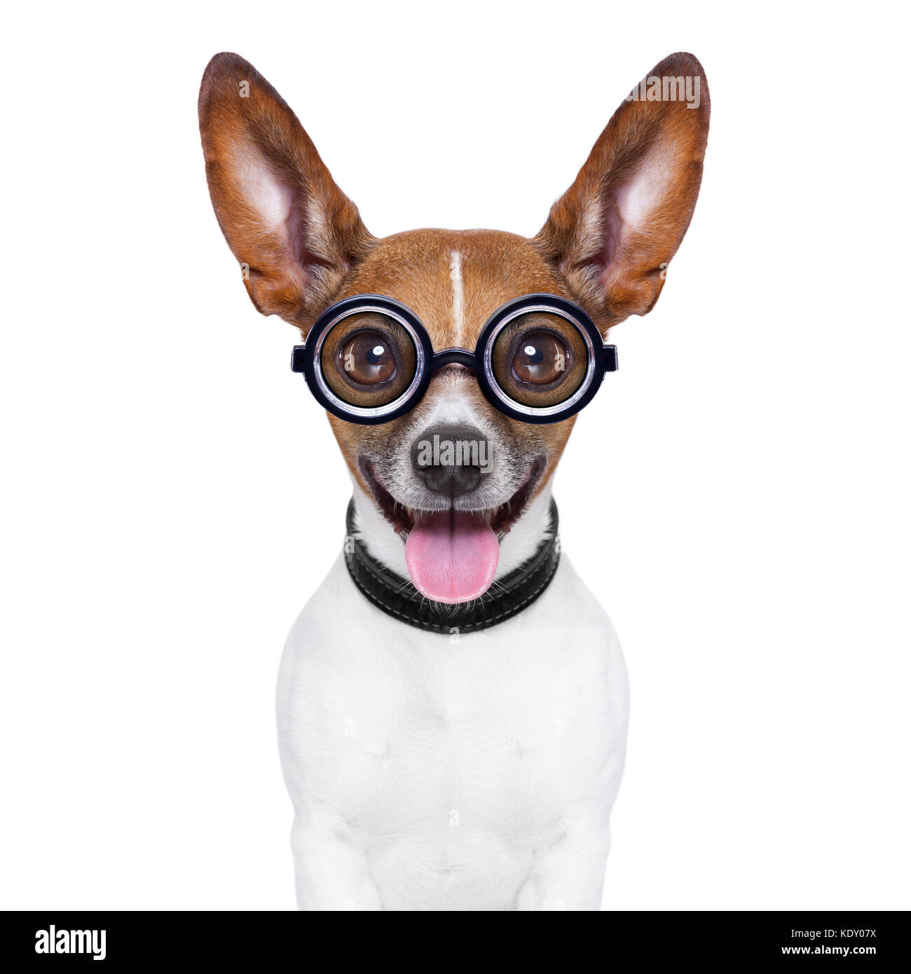 crazy silly dog with funny glasses showing tongue Stock Photo - Alamy